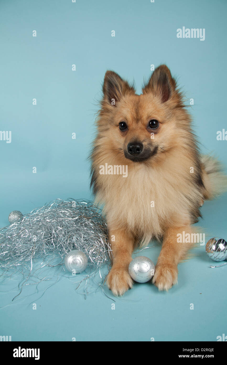 Mini spitz on colored background Stock Photo - Alamy