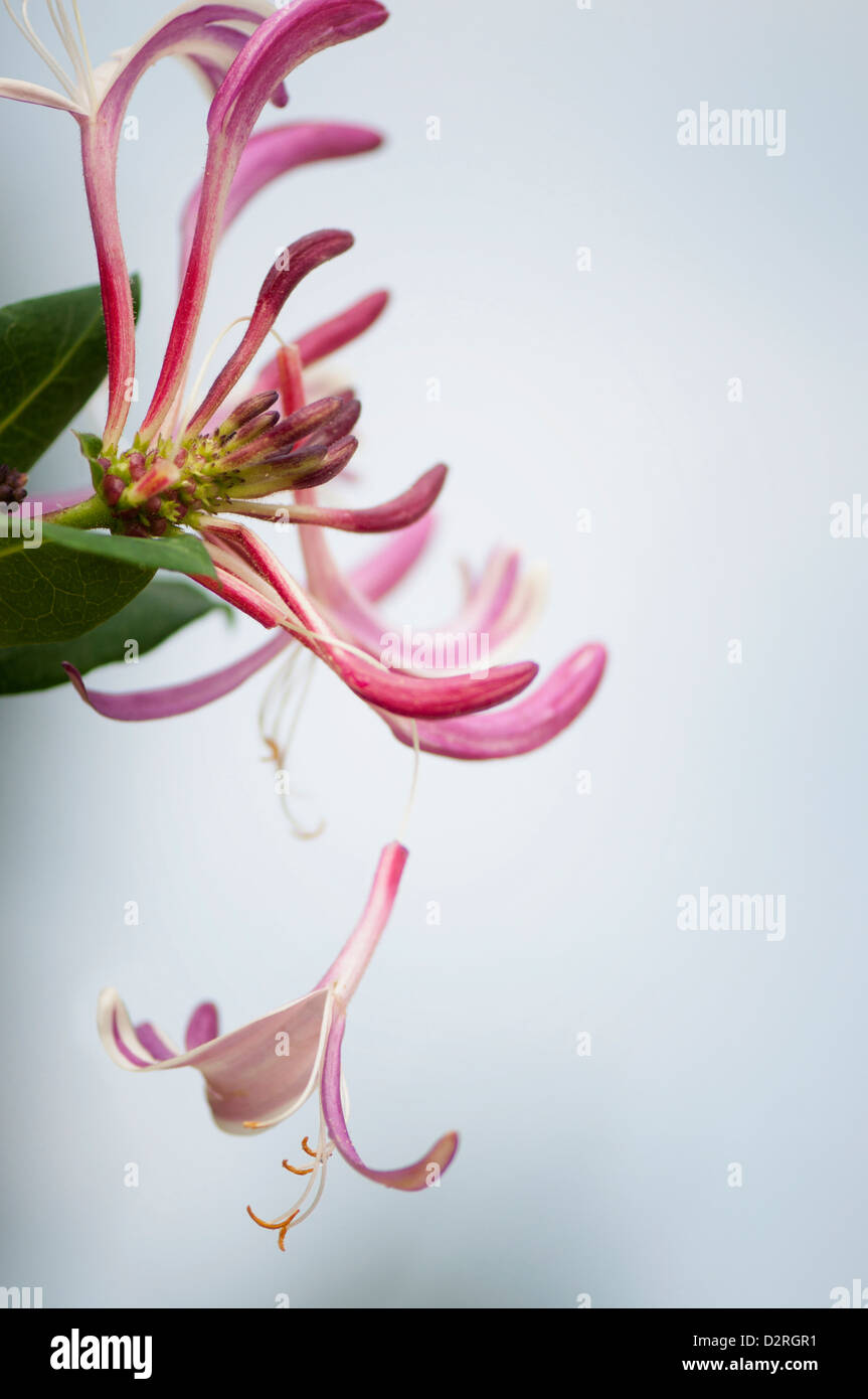 Honeysuckle pink hi-res stock photography and images - Alamy