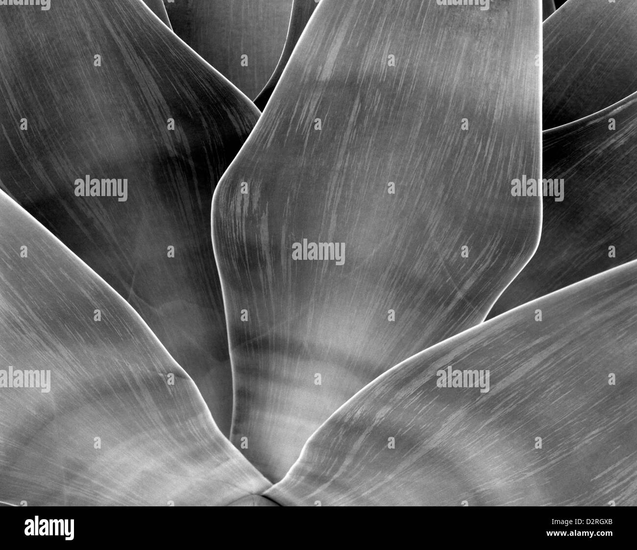 Mission santa barbara barbara Black and White Stock Photos & Images - Alamy