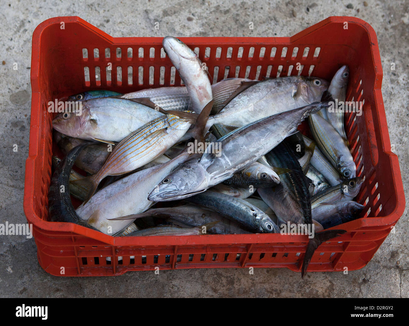 Fishes catching by net in the sea Stock Photo - Alamy