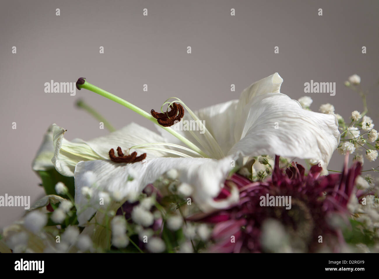 A bouquet of flowers with gray background Stock Photo - Alamy