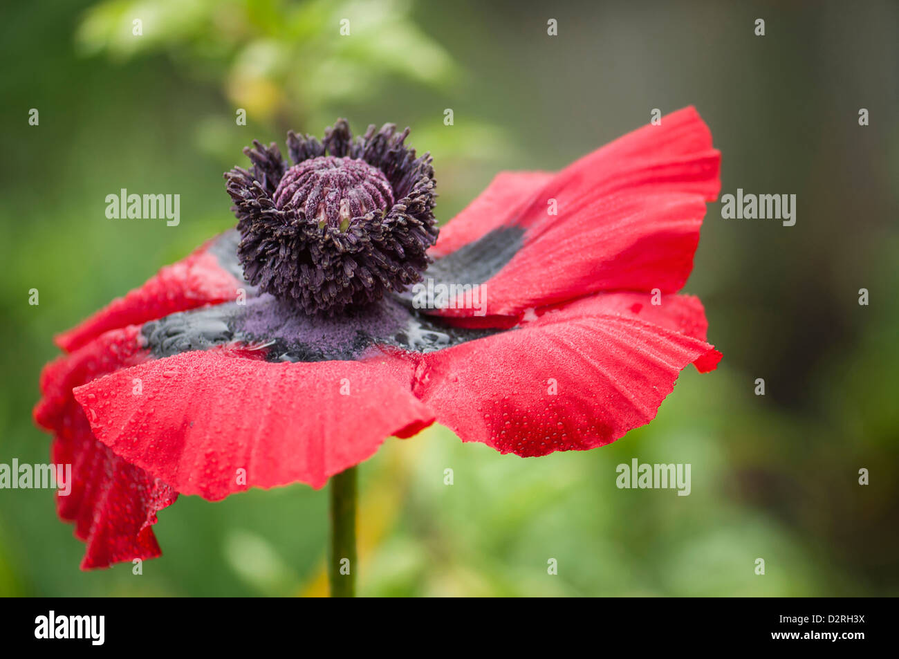 Asiatic poppy hi-res stock photography and images - Alamy