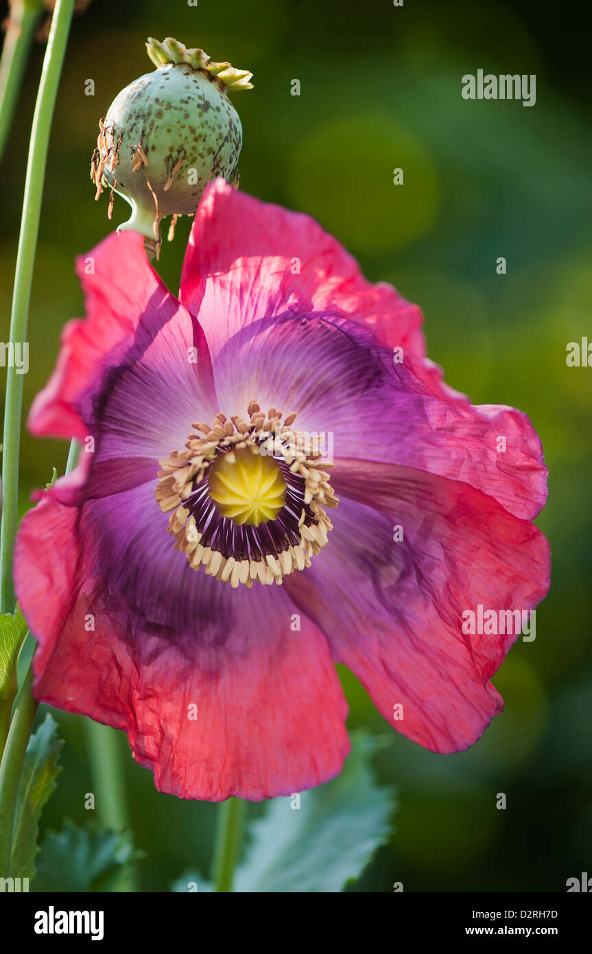 Papaver somniferum, Poppy, Opium poppy, Pink flower and green seed pod ...