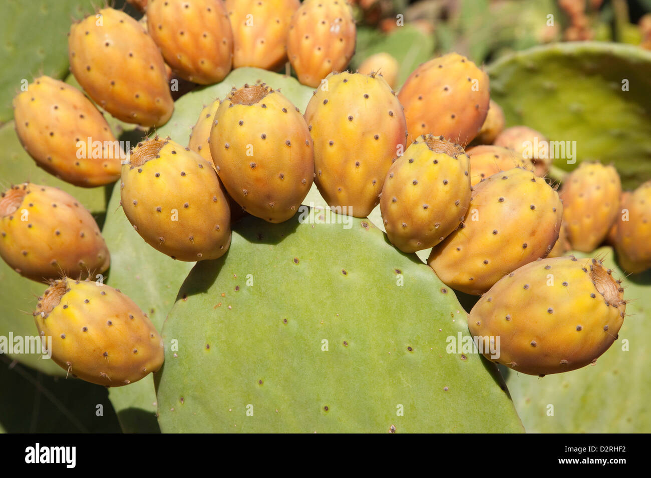 asia, turkey, anatolia, selcuk, prickly pear Stock Photo - Alamy