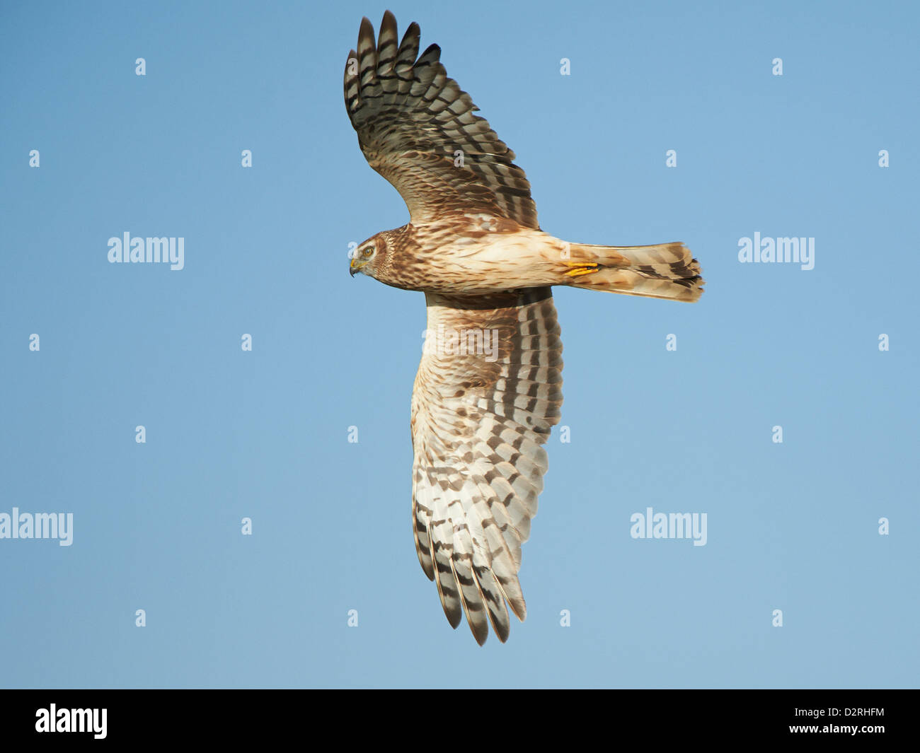 Hen harrier hi-res stock photography and images - Alamy