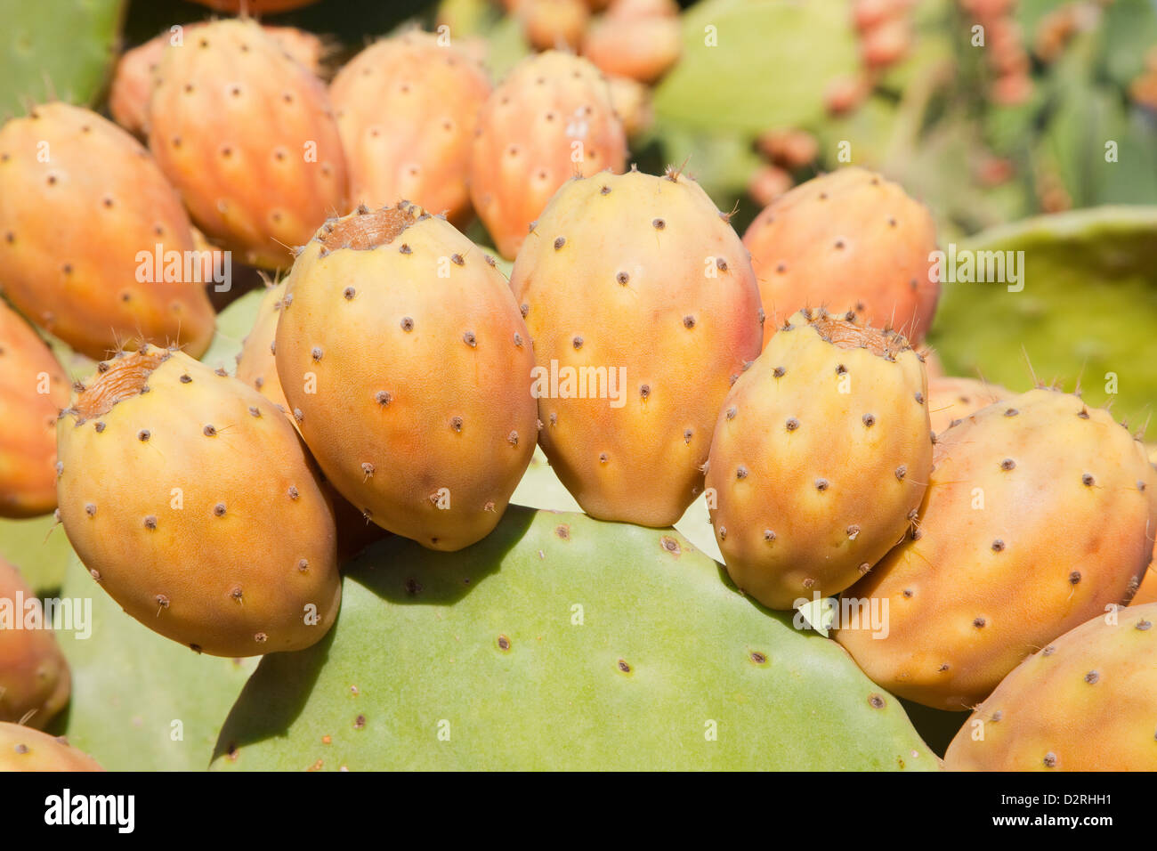 asia, turkey, anatolia, selcuk, prickly pear Stock Photo - Alamy