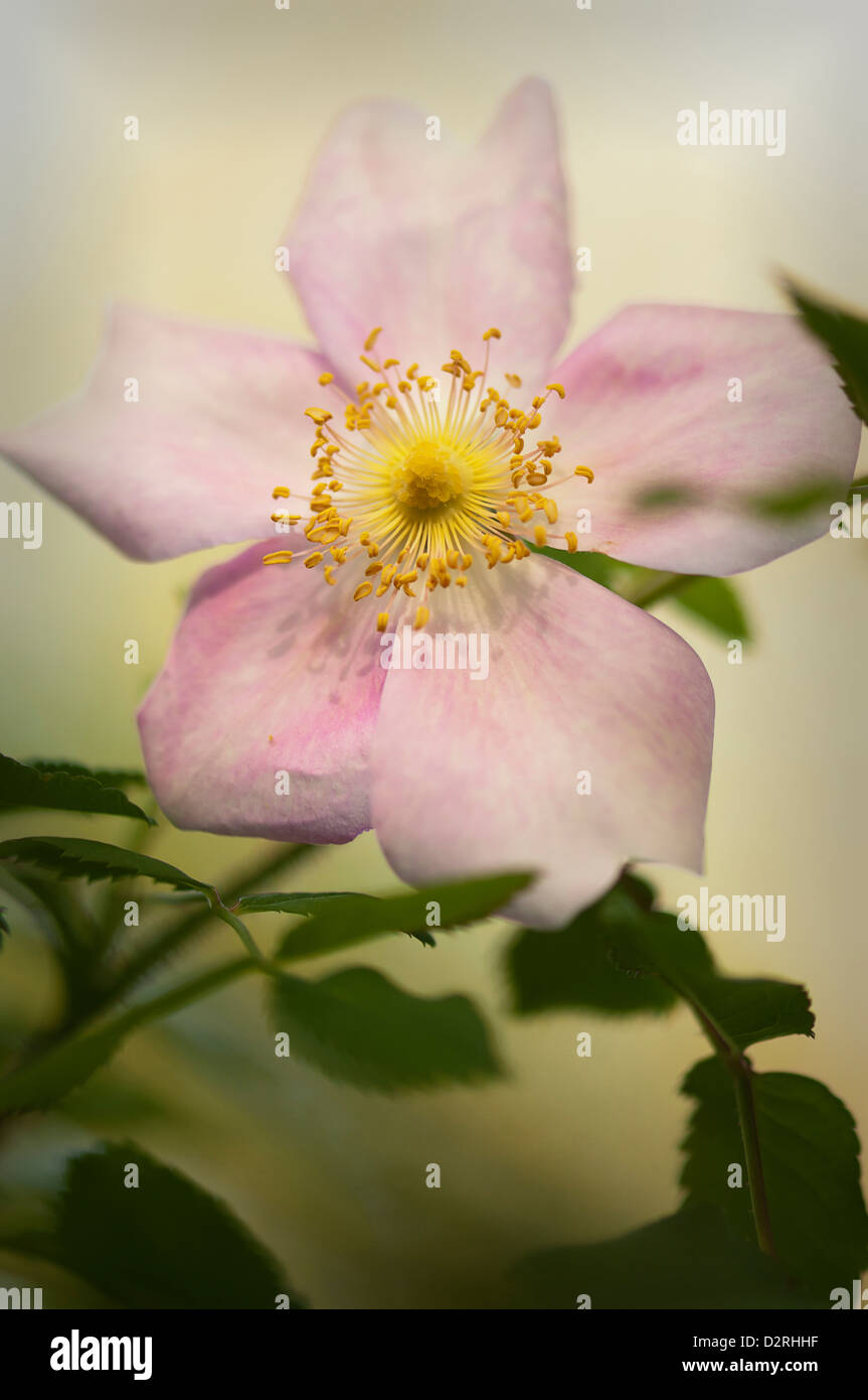 Rosa 'Mary Queen Of Scots', Rose, Pink Stock Photo - Alamy