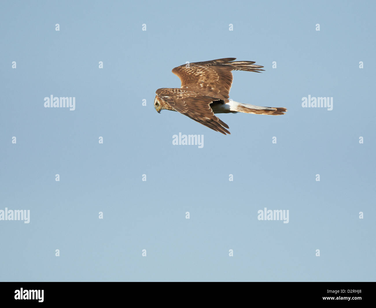 Hen Harrier in flight Stock Photo - Alamy