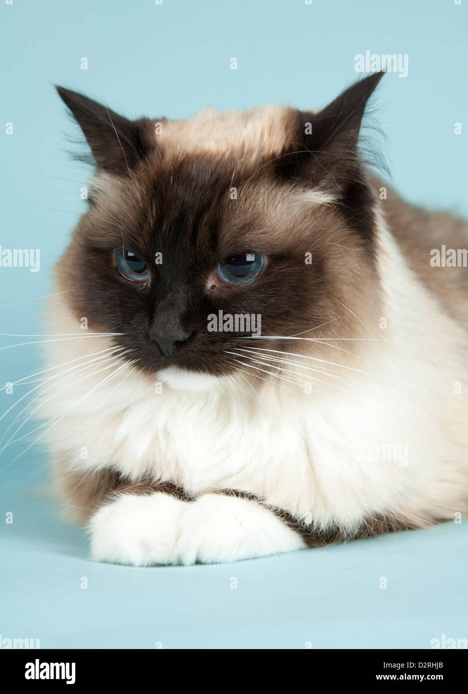 Ragdoll cat on blue background Stock Photo - Alamy