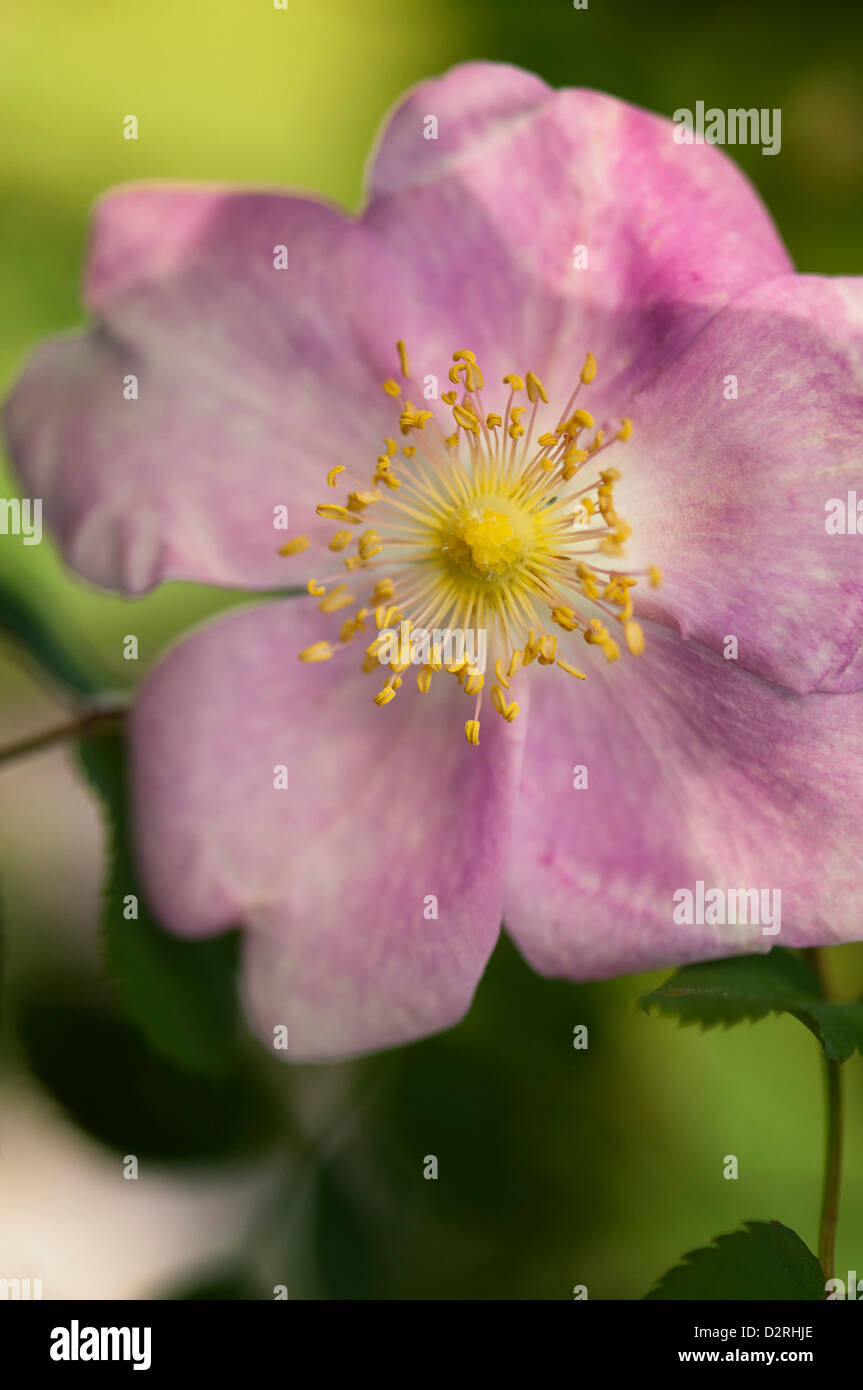 Rosa 'Mary Queen Of Scots', Rose, Pink Stock Photo - Alamy