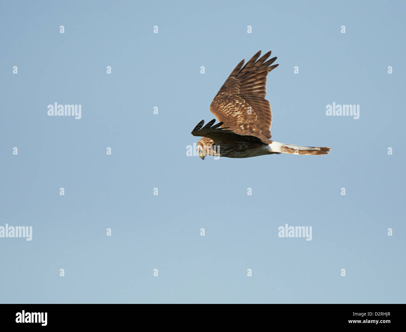 Hen Harrier in flight Stock Photo - Alamy