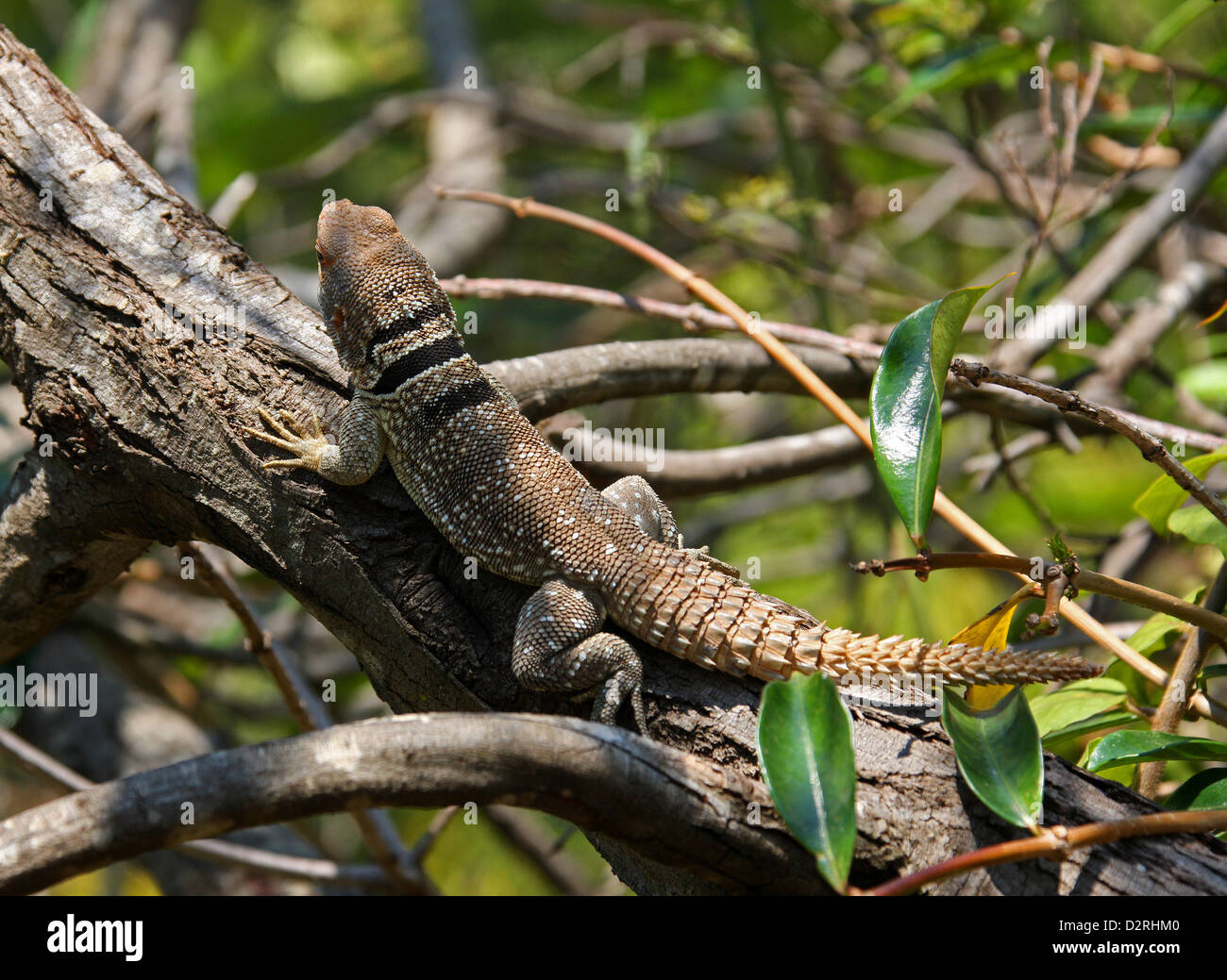 Collared Iguana, Oplurus cuvieri, Opluridae. Aka Cuvier's Spiny-tailed ...