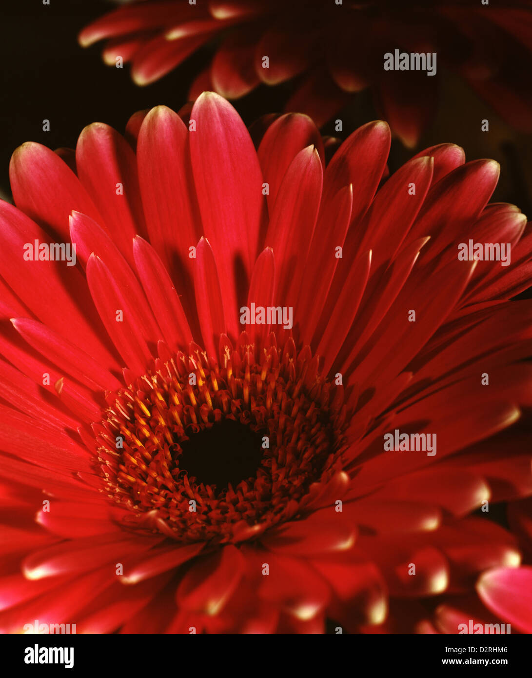 Beauty gerbera flower. Scanned film source from 4x5 view camera Stock ...