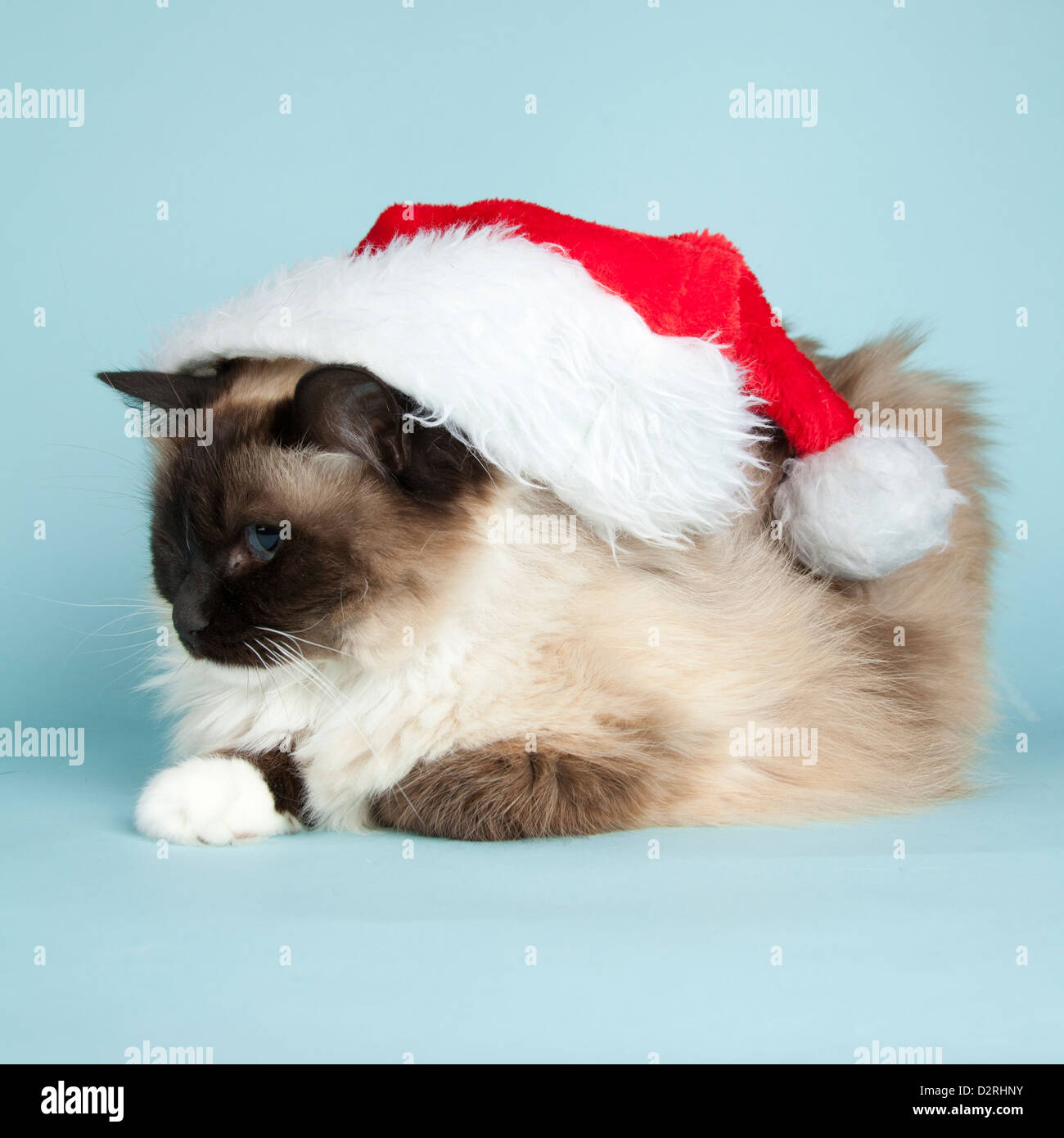 Ragdoll cat on blue background Stock Photo - Alamy