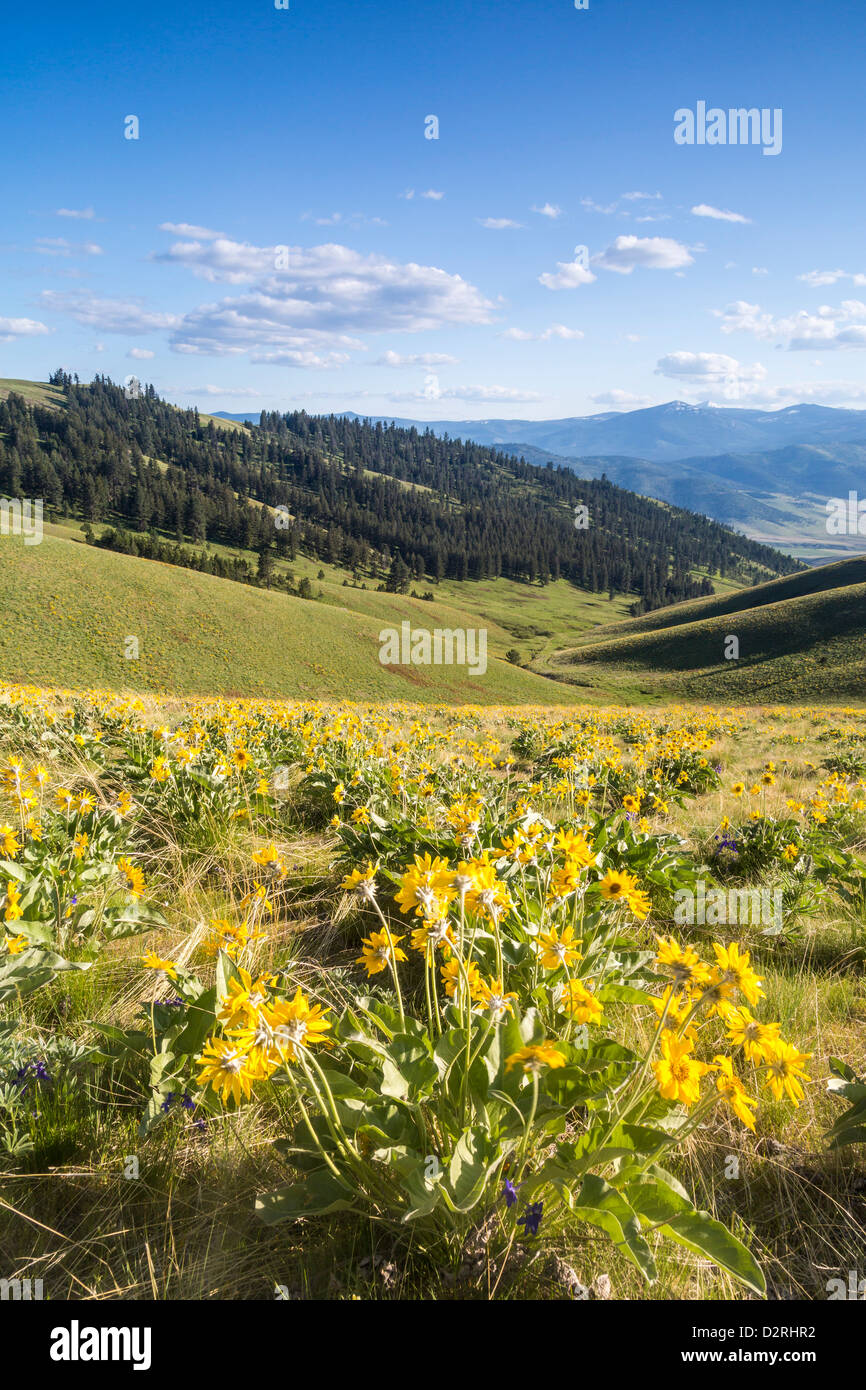 Arrowleaf balsamroot wildflowers in spring at the National Bison Range ...