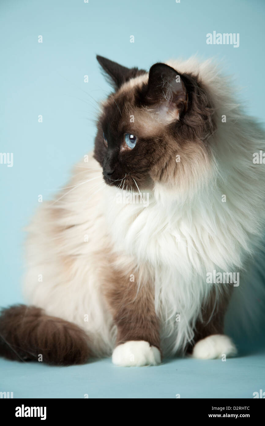 Ragdoll cat on blue background Stock Photo - Alamy