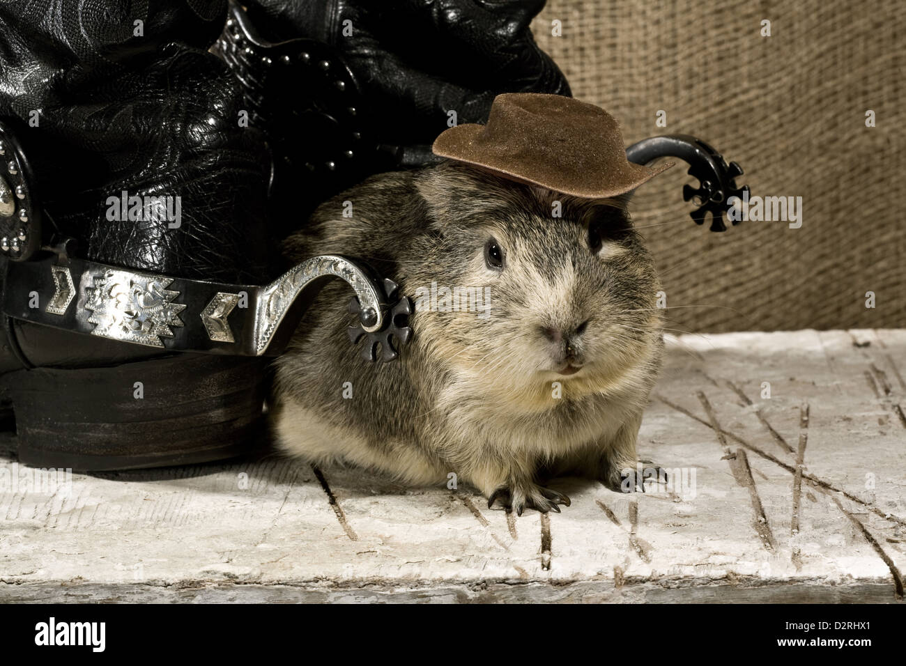 Shaggy guard. Western still life Stock Photo - Alamy