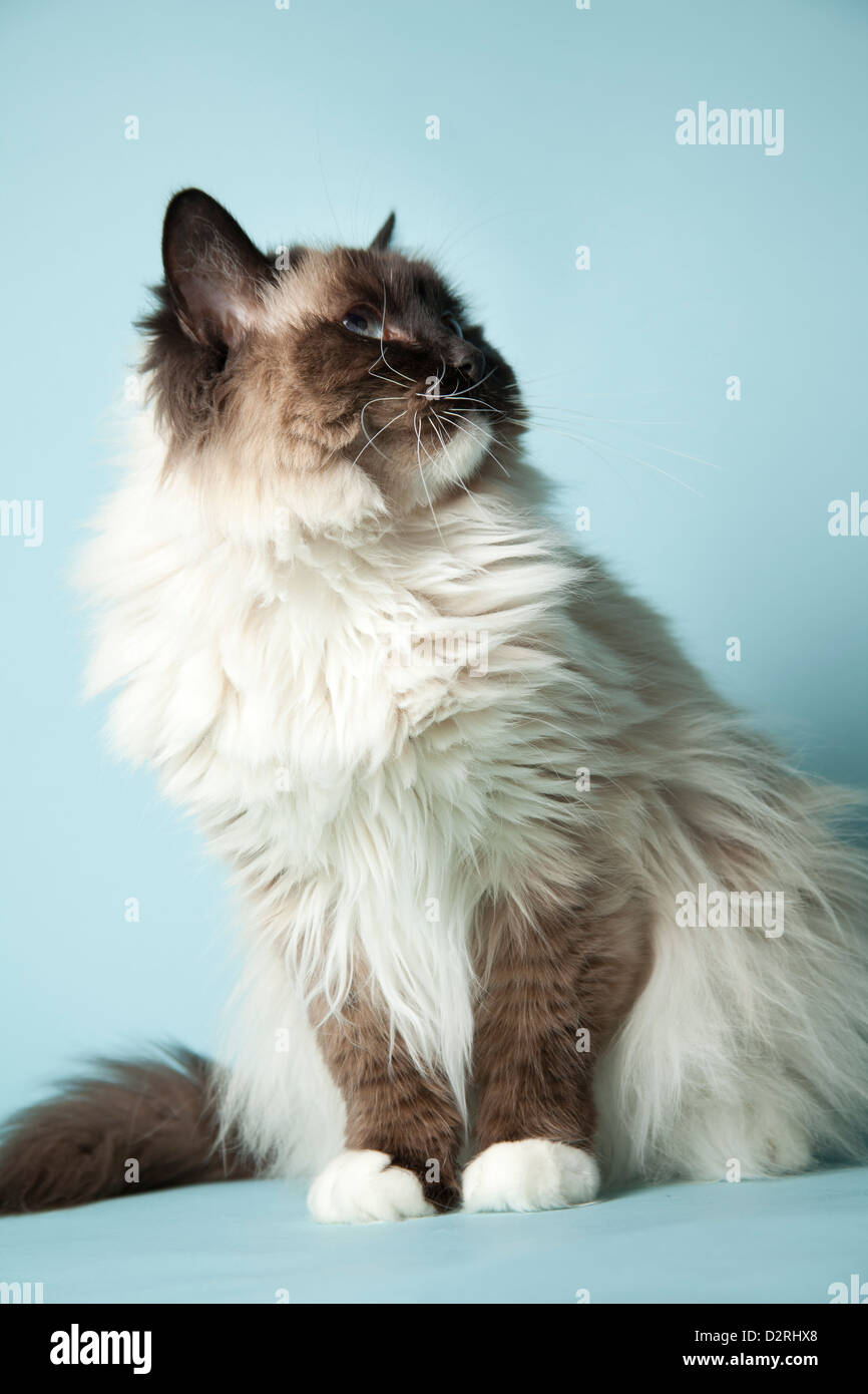 Ragdoll cat on blue background Stock Photo - Alamy
