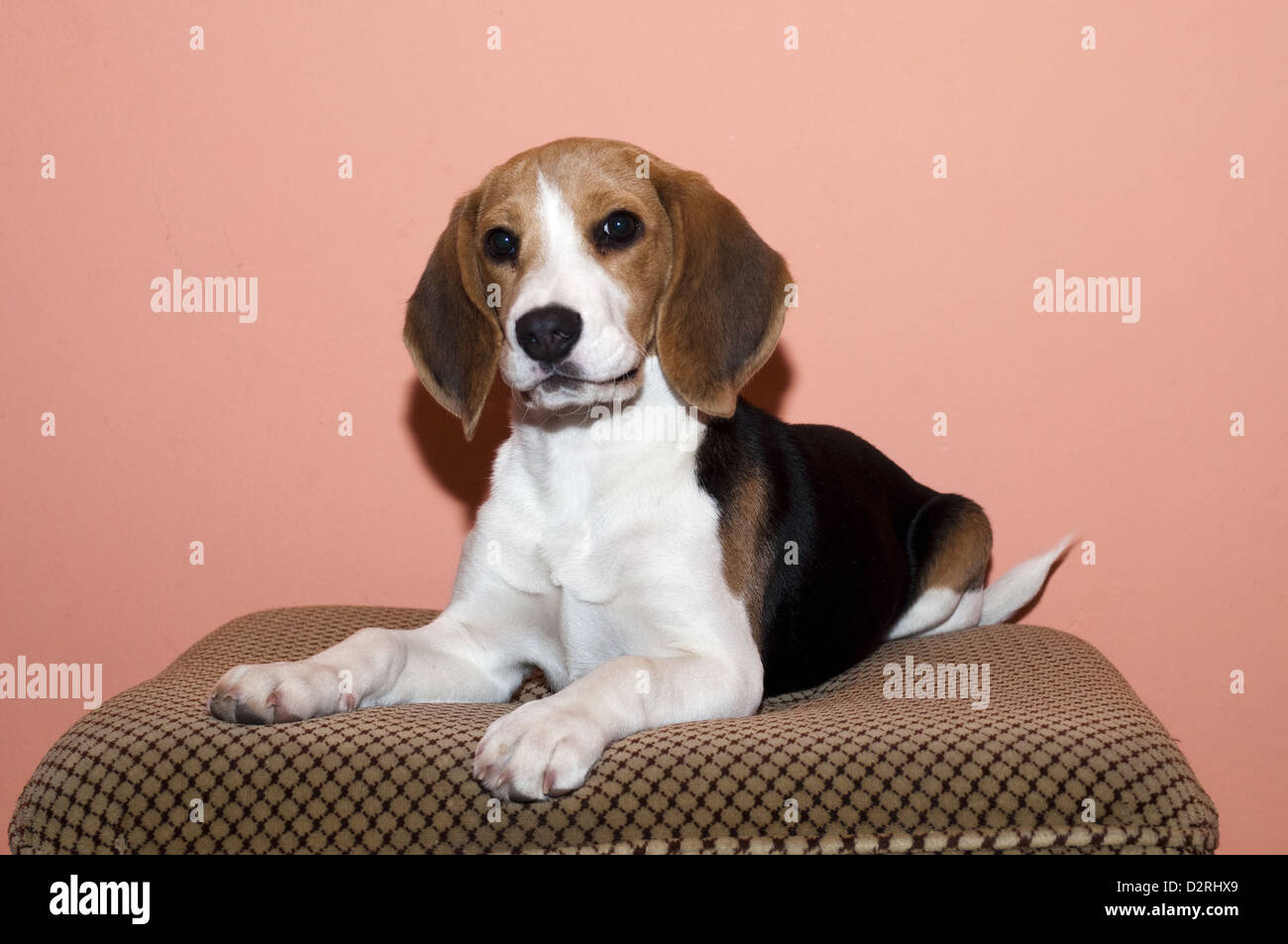 Front view beagle puppy lying hi-res stock photography and images - Alamy