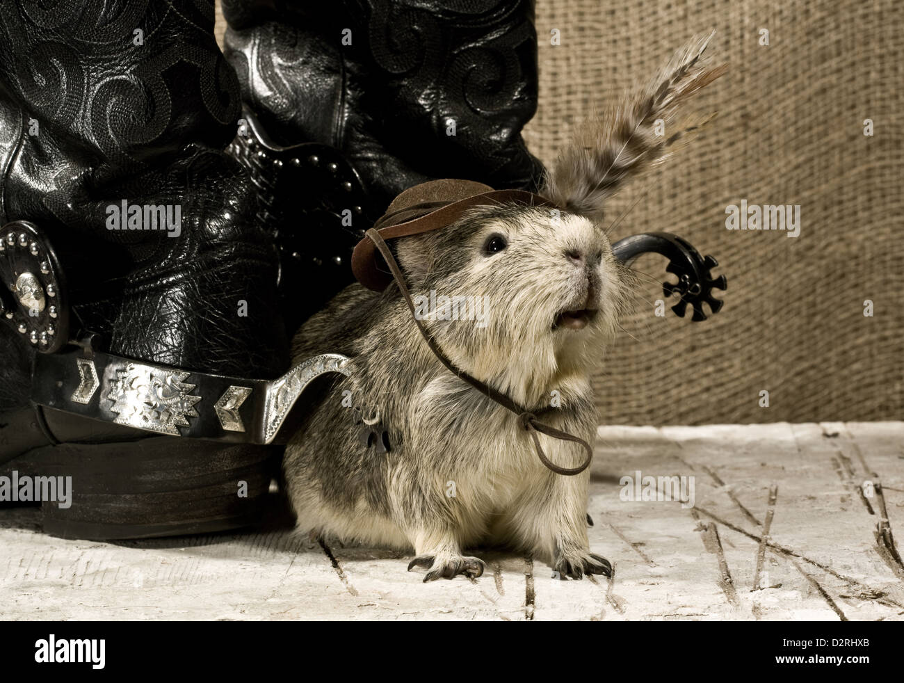 Shaggy guard. Western still life Stock Photo - Alamy