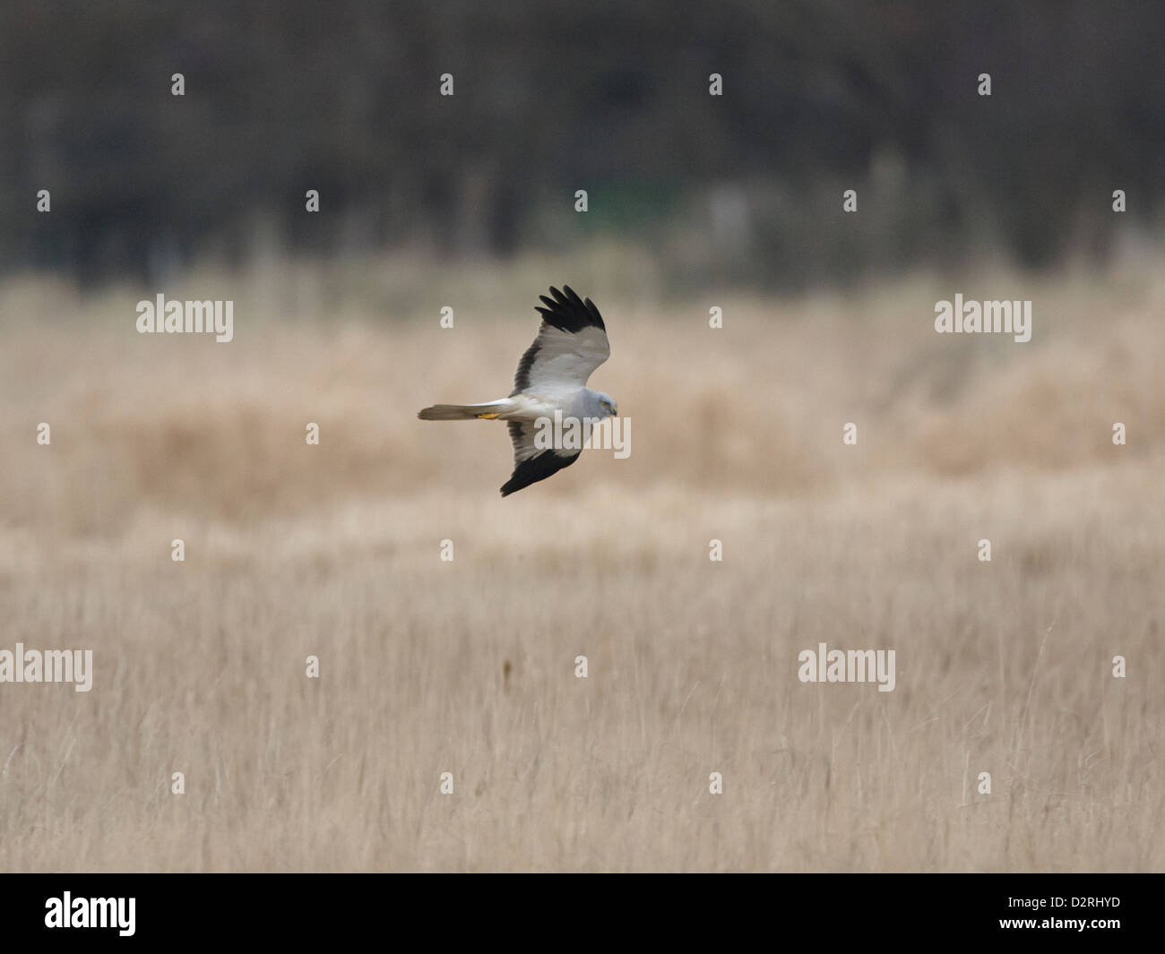Hen Harrier in flight Stock Photo - Alamy
