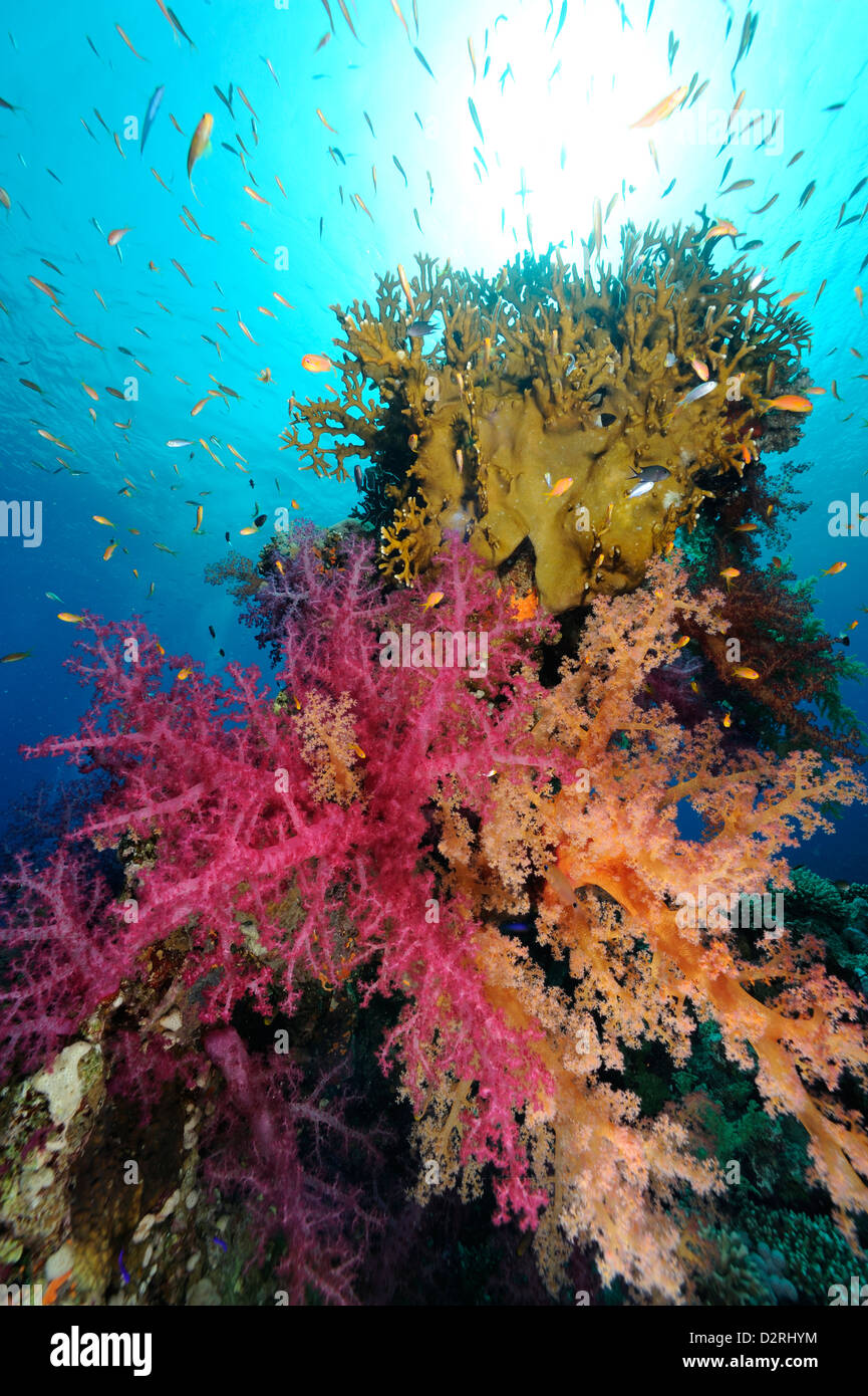 underwater coral reef, colony of soft and hard corals, Red Sea, Egypt ...