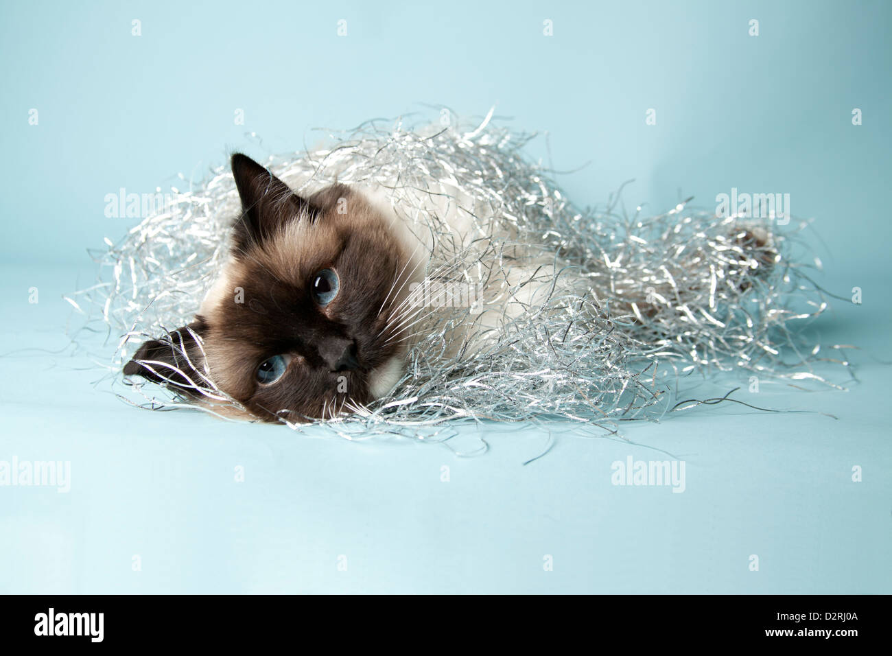 Ragdoll cat on blue background Stock Photo - Alamy