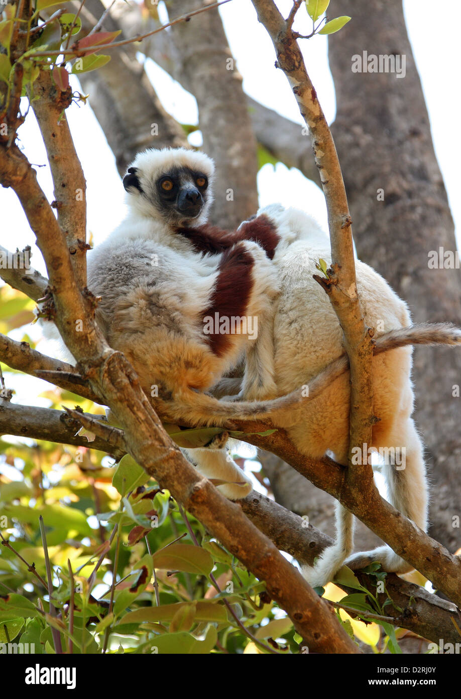 Coquerel’s Sifaka, Propithecus coquereli, Indriidae, Primates ...