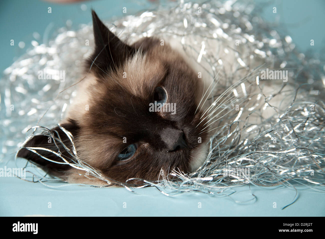 Ragdoll cat on blue background Stock Photo - Alamy