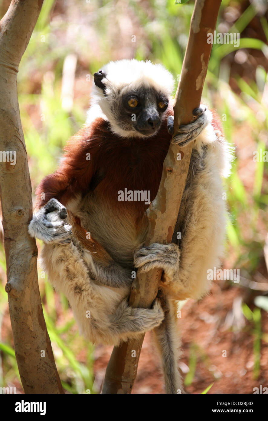Coquerel’s Sifaka, Propithecus coquereli, Indriidae, Primates ...