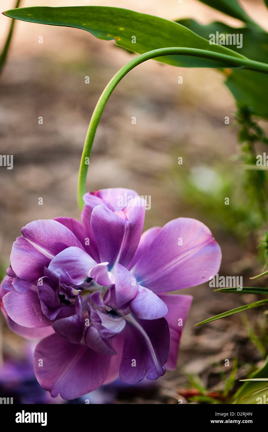 Spectacle hi-res stock photography and images - Alamy