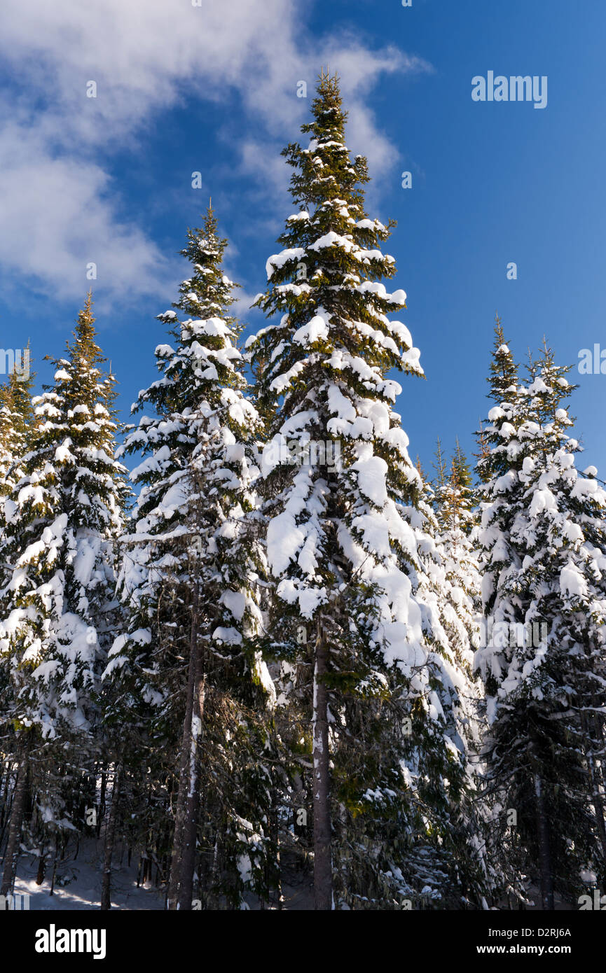 Snowy spruce trees in a Canadian forest Stock Photo - Alamy