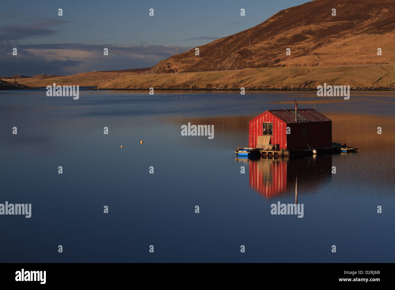 A red floating shed, built on a mussel farm platform, in the bay at Voe ...