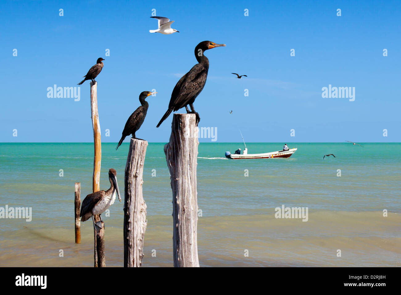 Nautical fauna hi-res stock photography and images - Alamy