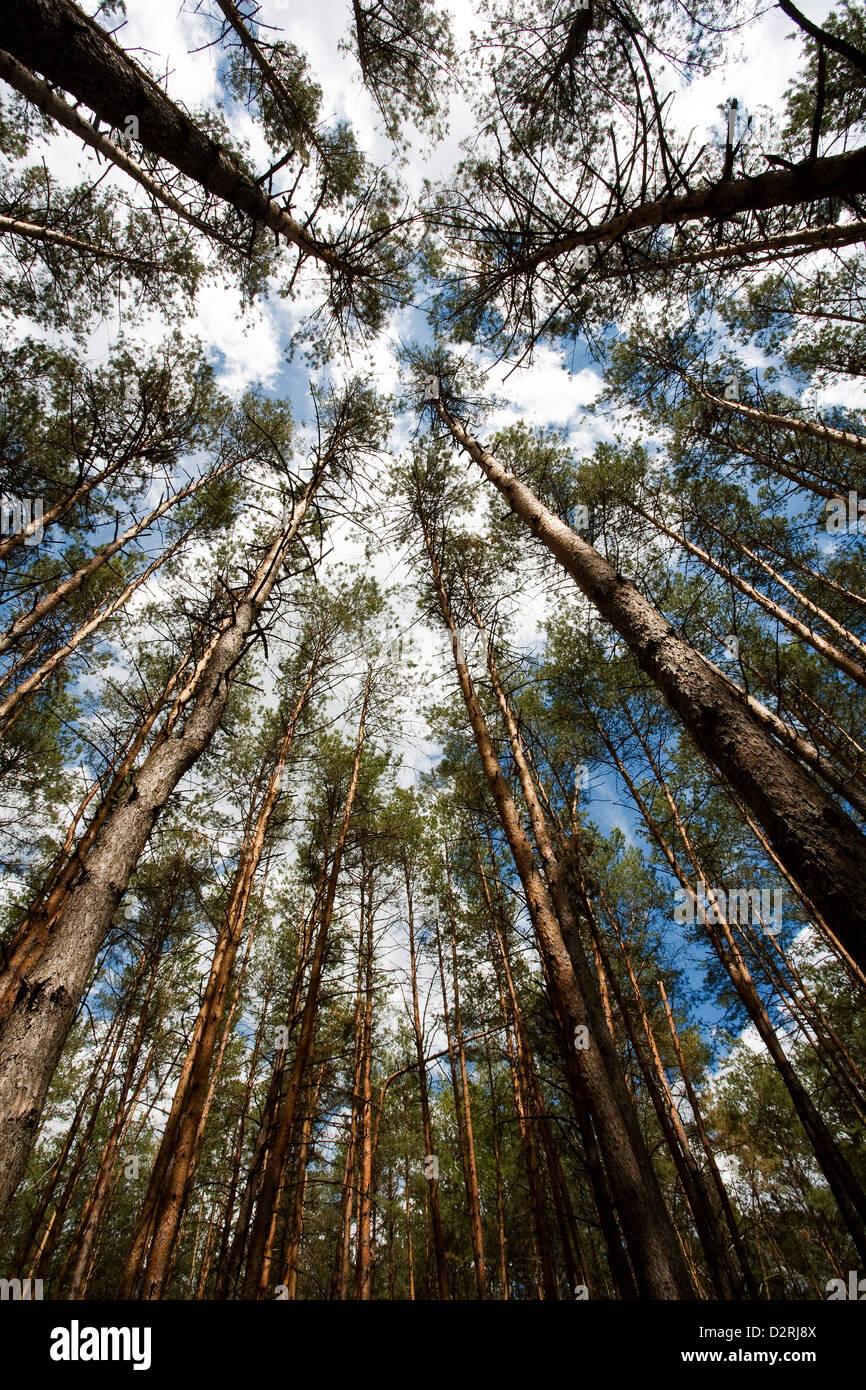Shot looking pine tree forest hi-res stock photography and images - Alamy