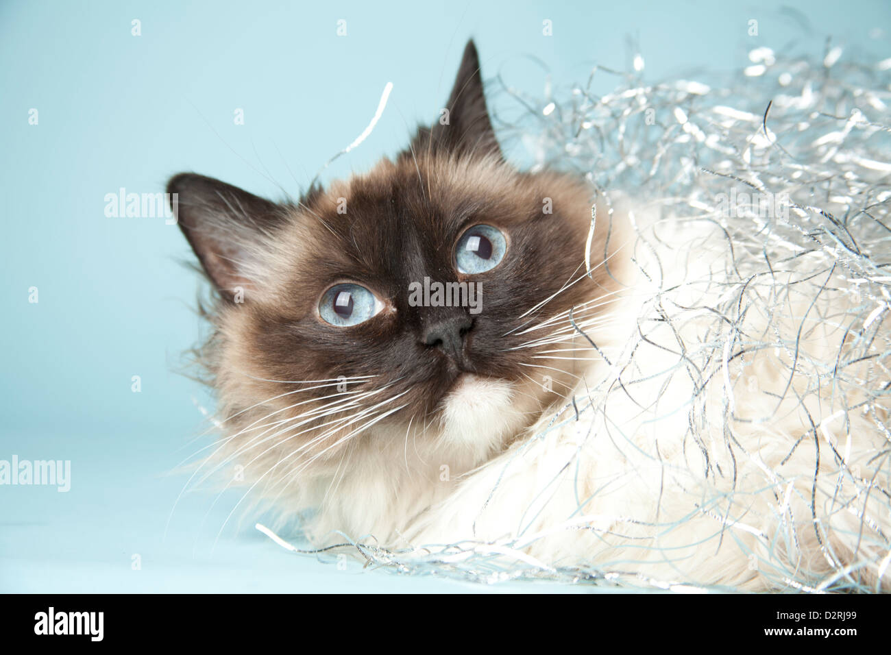 Ragdoll cat on blue background Stock Photo - Alamy