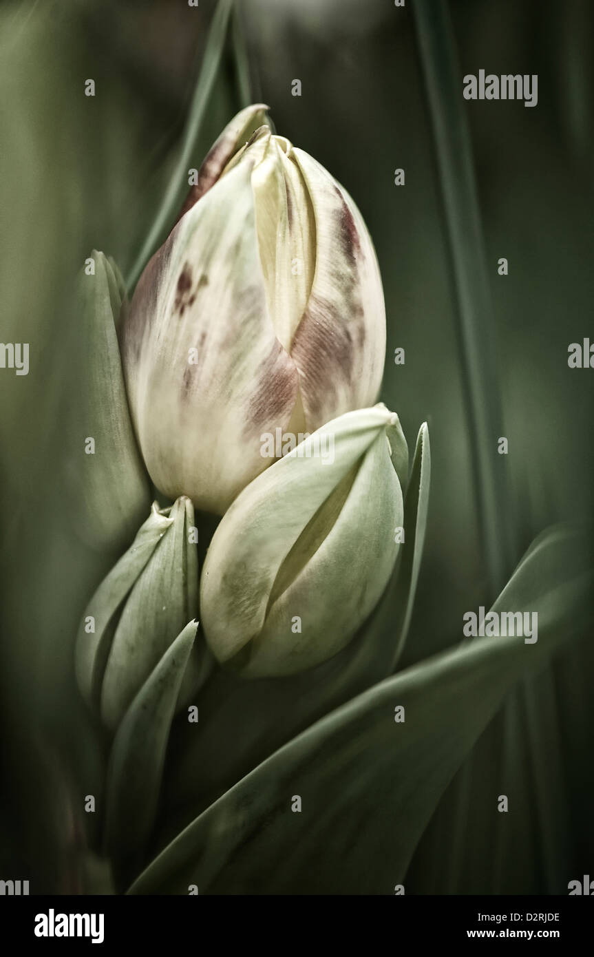 Tulipa cultivar, Tulip, Cream Stock Photo - Alamy