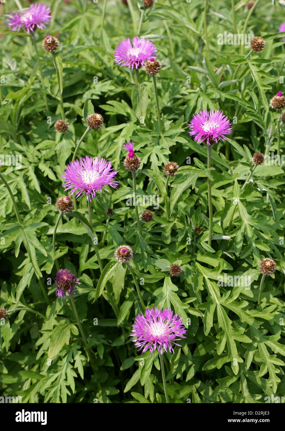 Pink Bachelors Button, Centaurea pulcherrima, Asteraceae. Armenia and ...