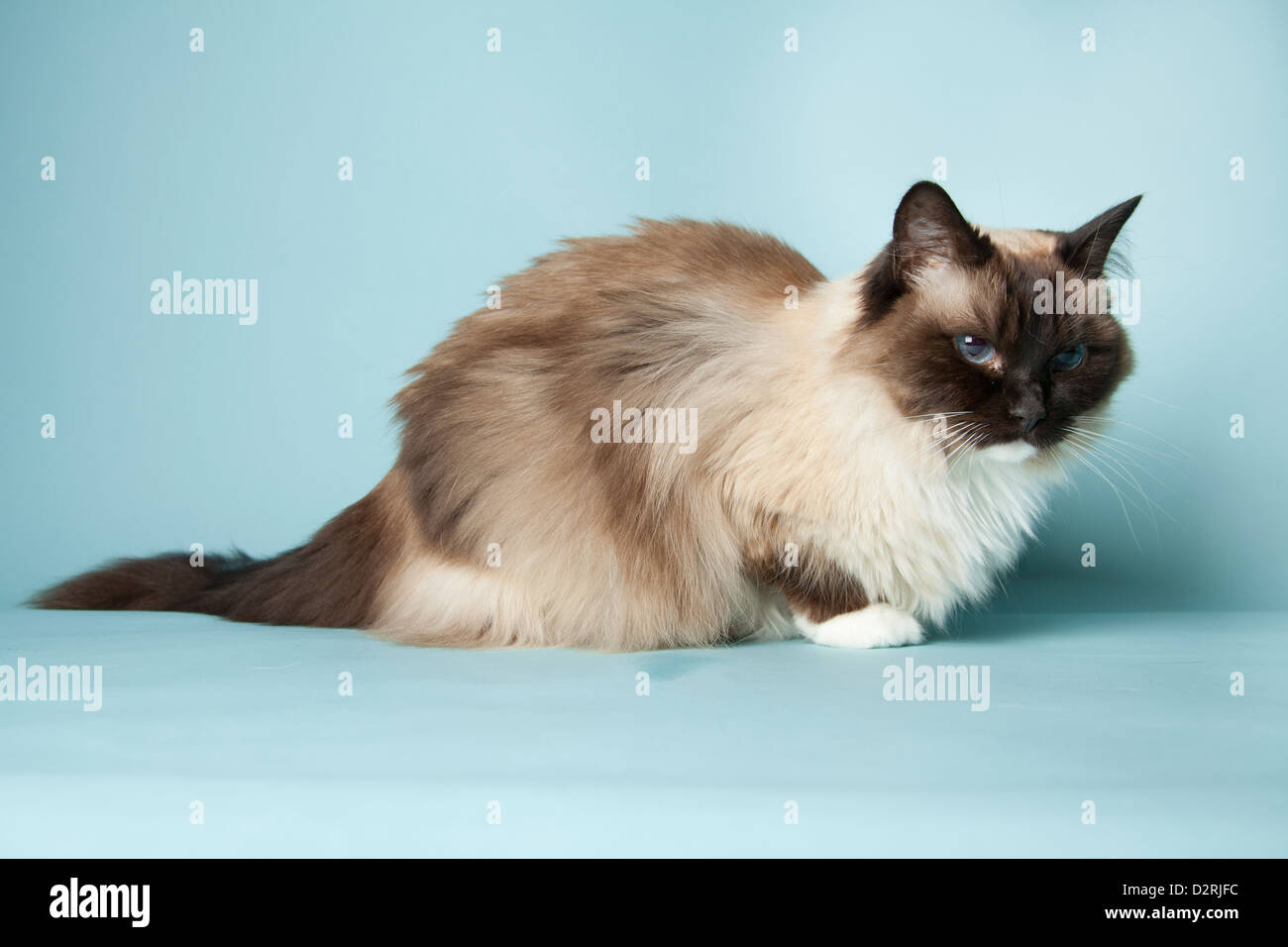 Ragdoll cat on blue background Stock Photo - Alamy
