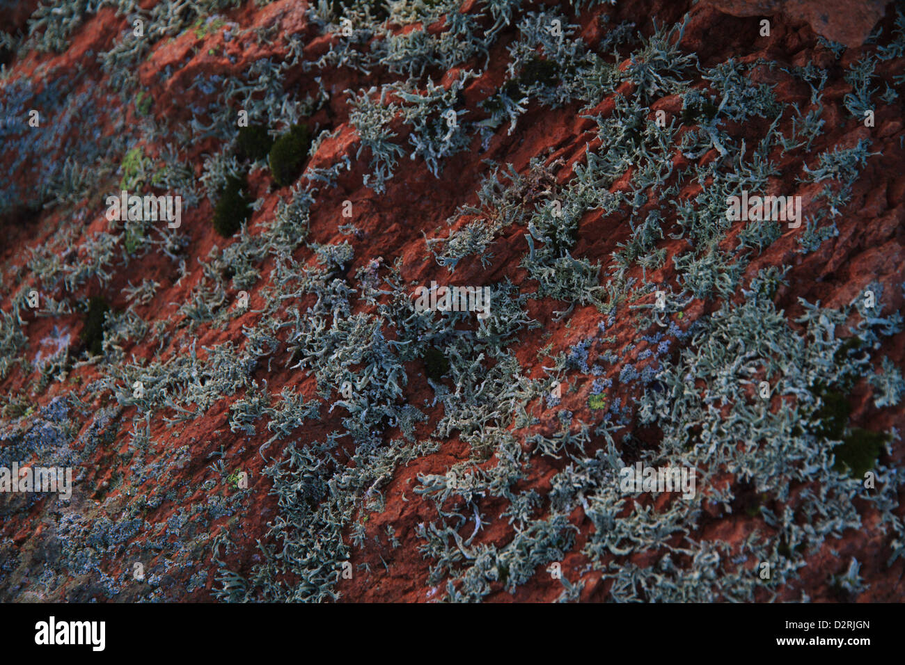 Lichen rock red hi-res stock photography and images - Alamy