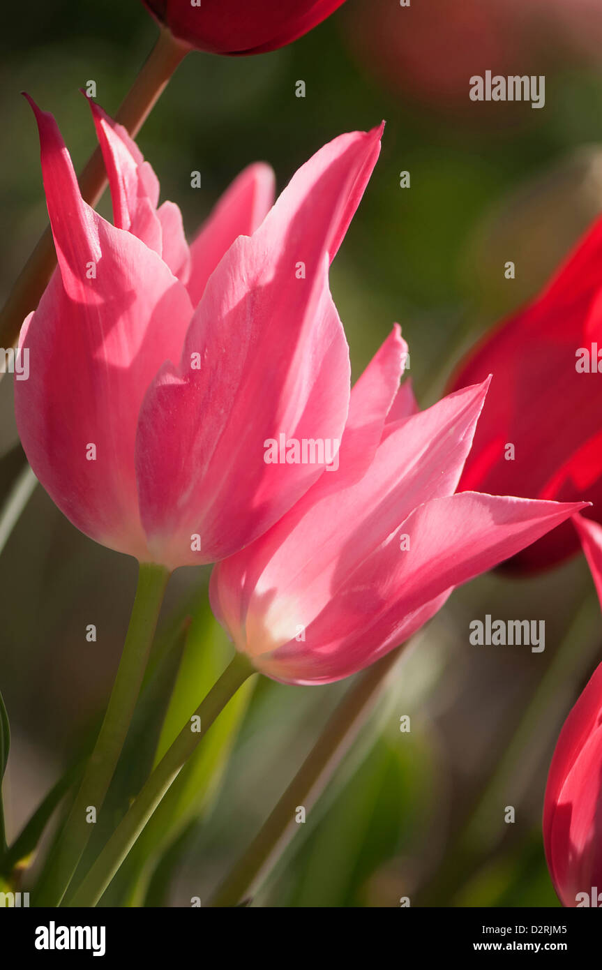 Tulipa praestans hi-res stock photography and images - Alamy