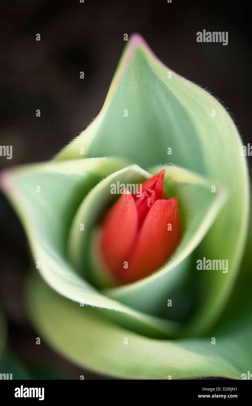 Tulipa praestans hi-res stock photography and images - Alamy