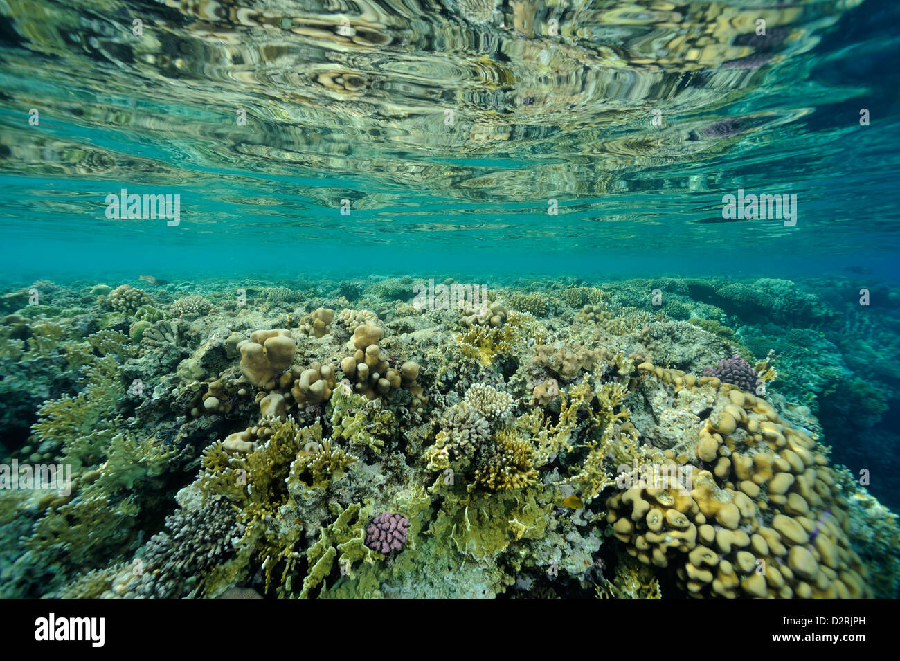 Underwater coral reef, colony of corals, just under the surface, Red ...
