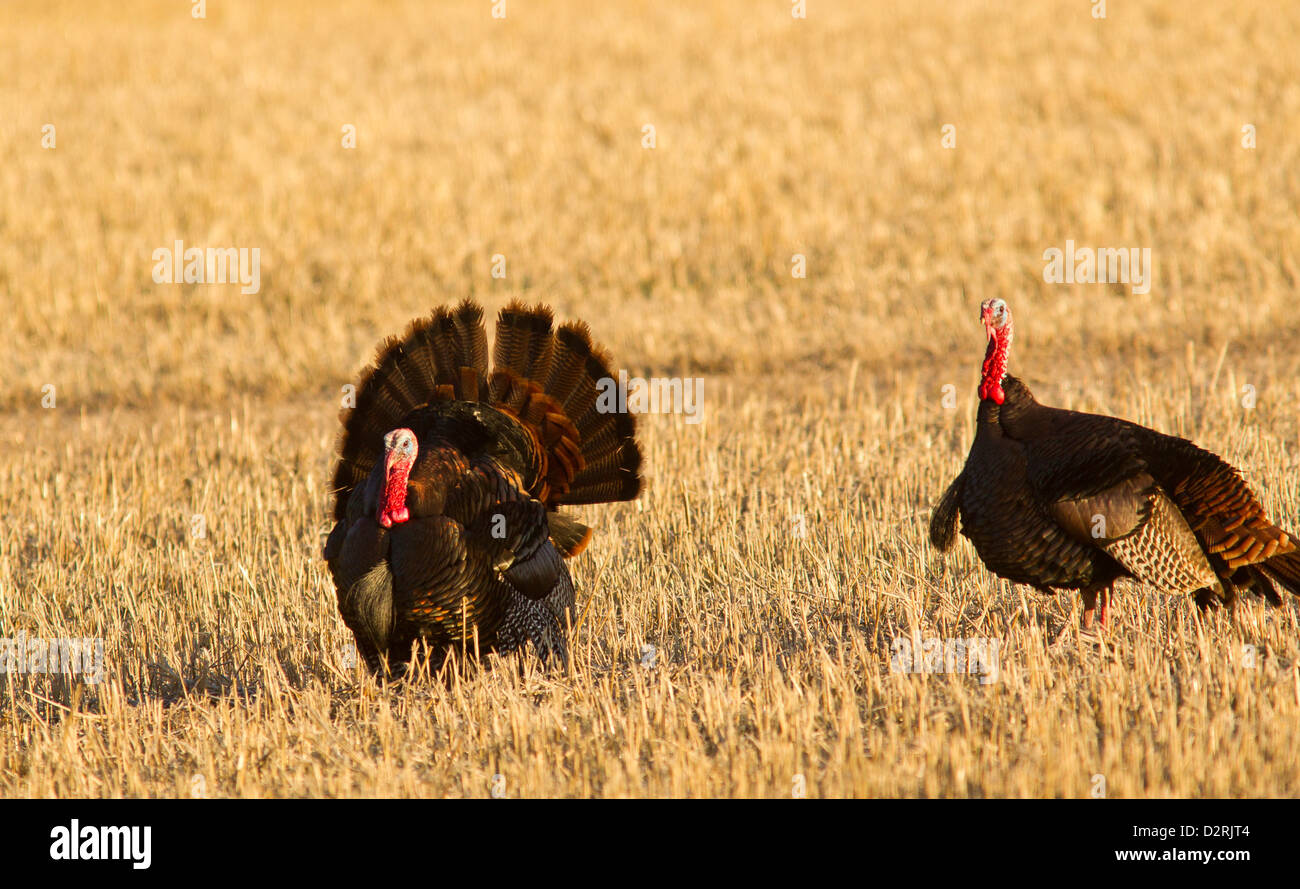 Male tom turkeys in breeding plumage in spring in the Flathead Valley ...