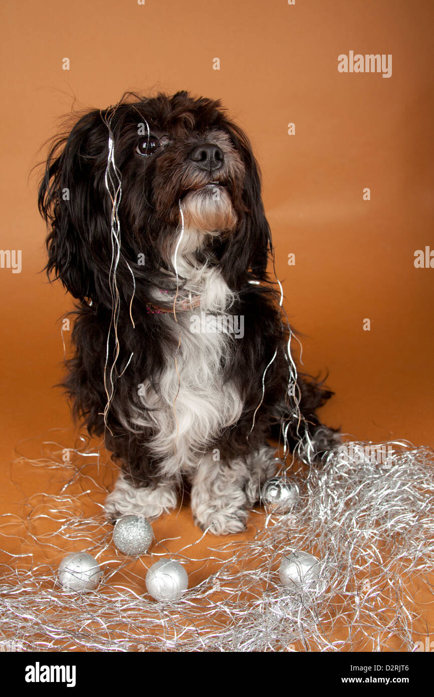 Boomer on colored background Stock Photo - Alamy