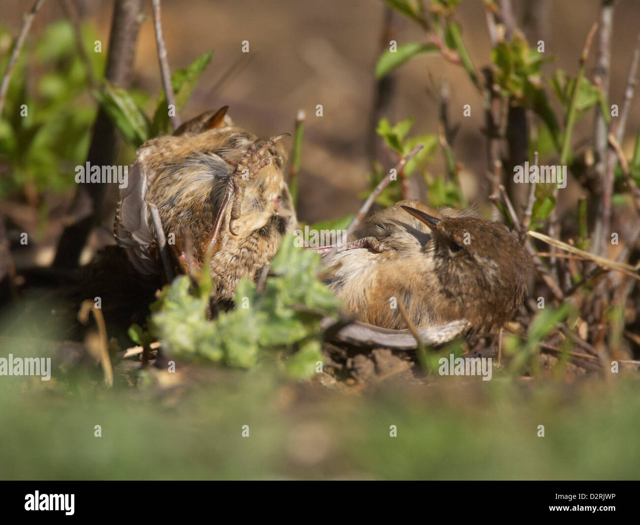 Wrens hi-res stock photography and images - Alamy