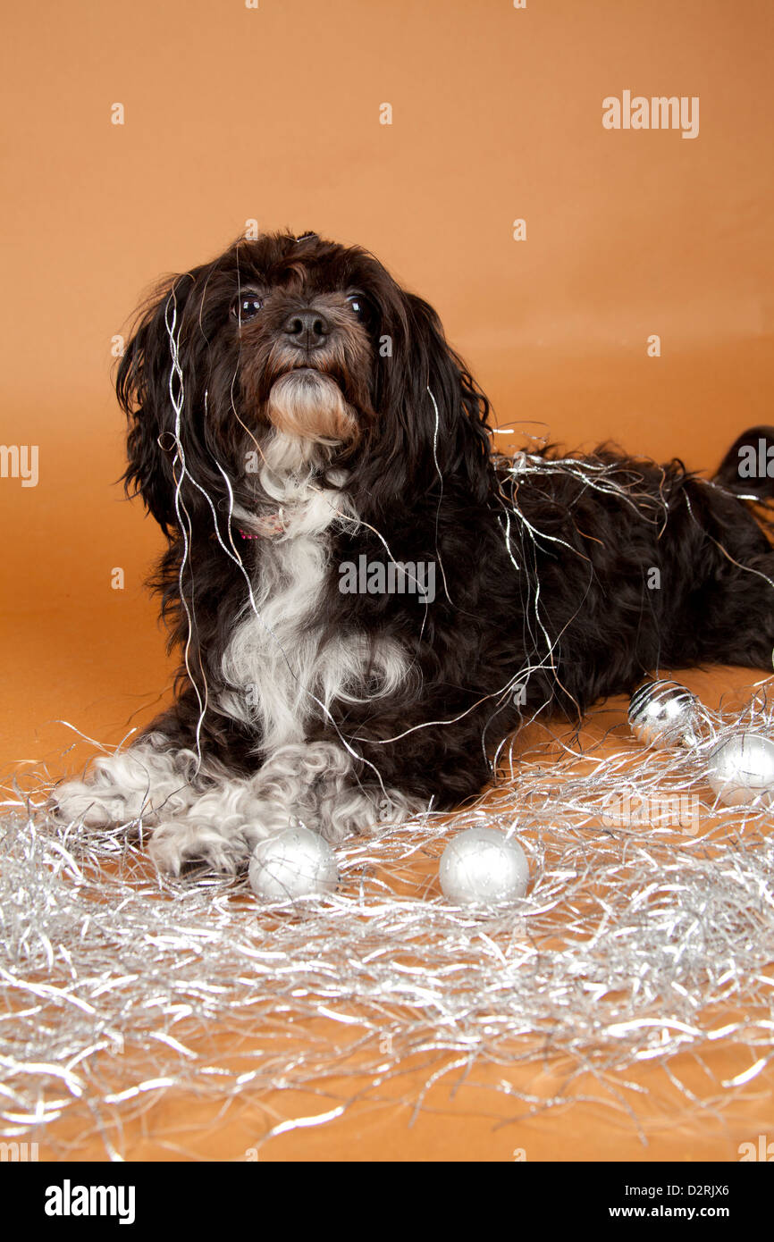 Boomer on colored background Stock Photo - Alamy