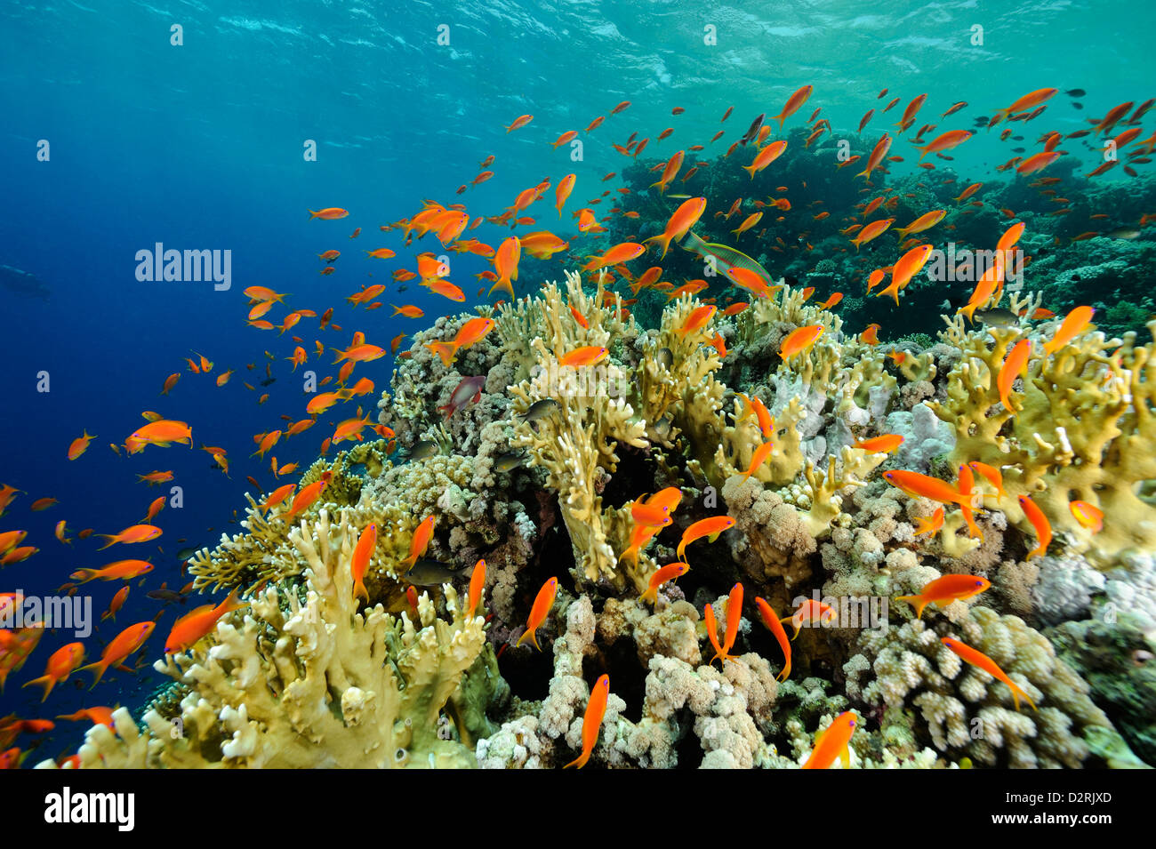 underwater coral reef, fish on colony of corals, Red Sea, Egypt Stock ...