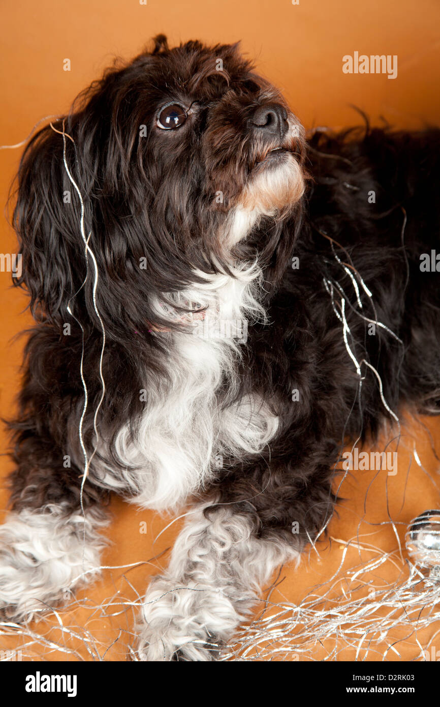Boomer on colored background Stock Photo - Alamy