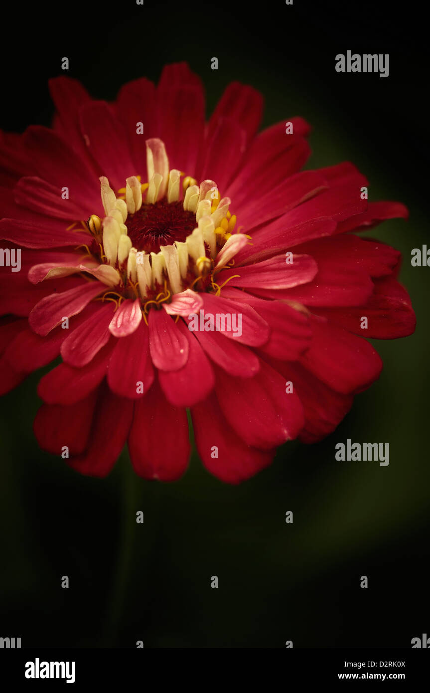 Zinnia elegans cultivar, Zinnia, Red Stock Photo - Alamy